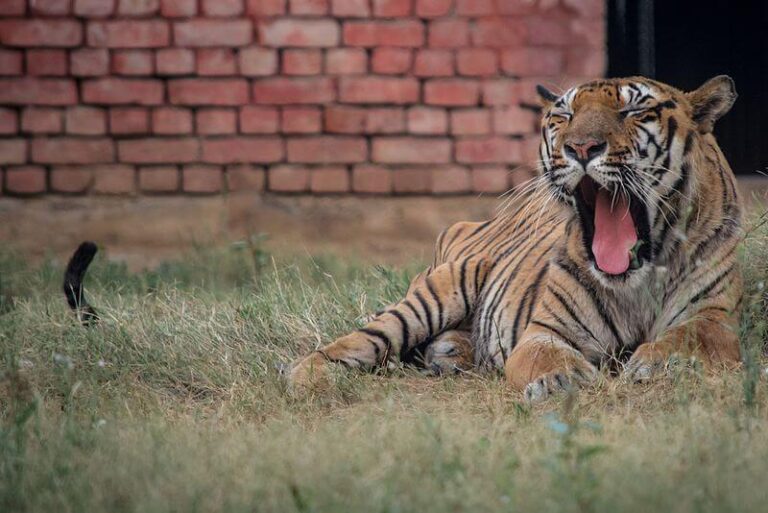15 Best Places to Visit in Rohtak & Nearby Attractions